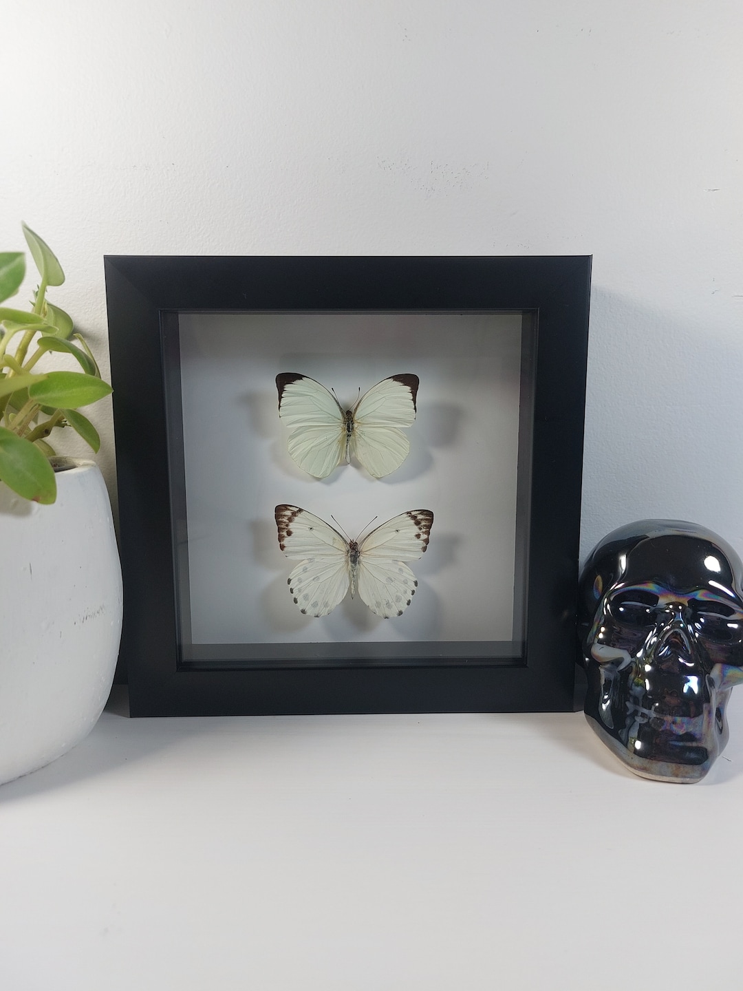 Real Framed Butterflies Real Butterfly Real Butterfly Framed White ...