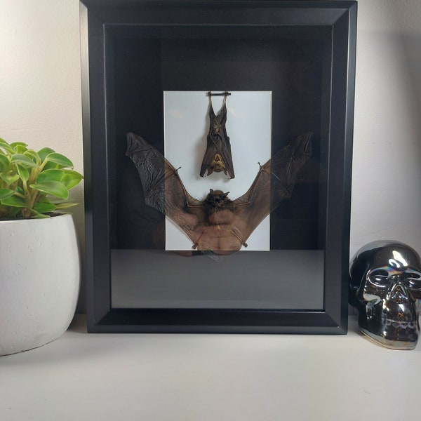 Taxidermy Real Bats - Etsy