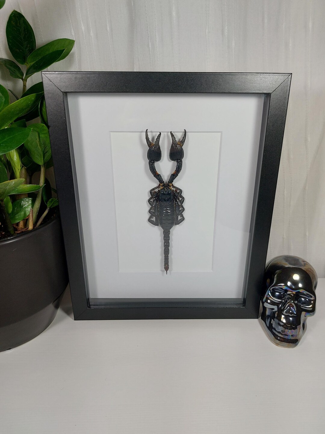 Real Framed Scorpion Unique Insect Wall Art Entomology Decor taxidermy ...