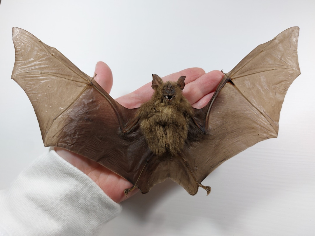 Real Bat Hipposideros Larvatus Real Spread Intermediate Roundleaf Bat ...