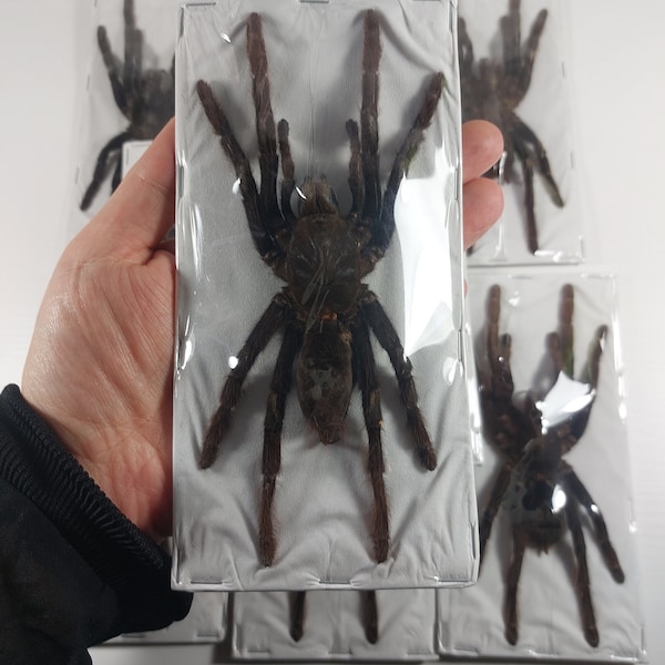 Spider Taxidermy - Etsy