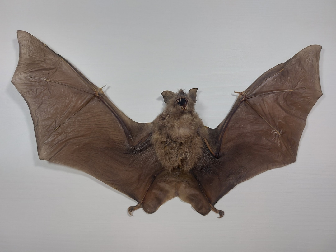 Real Bat Hipposideros Larvatus Real Spread Bat Specimen Intermediate ...