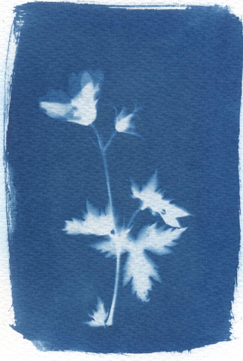 Fragile Wild: Lee Miller & Roland Penrose's Garden - Etsy