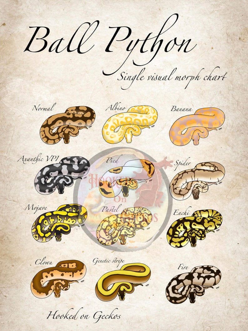 Ball Python Morph Chart Art Print - Etsy