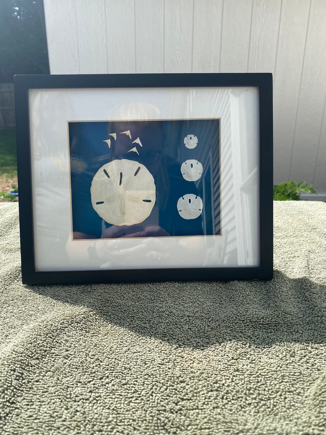 Sand Dollar Designs! - Etsy