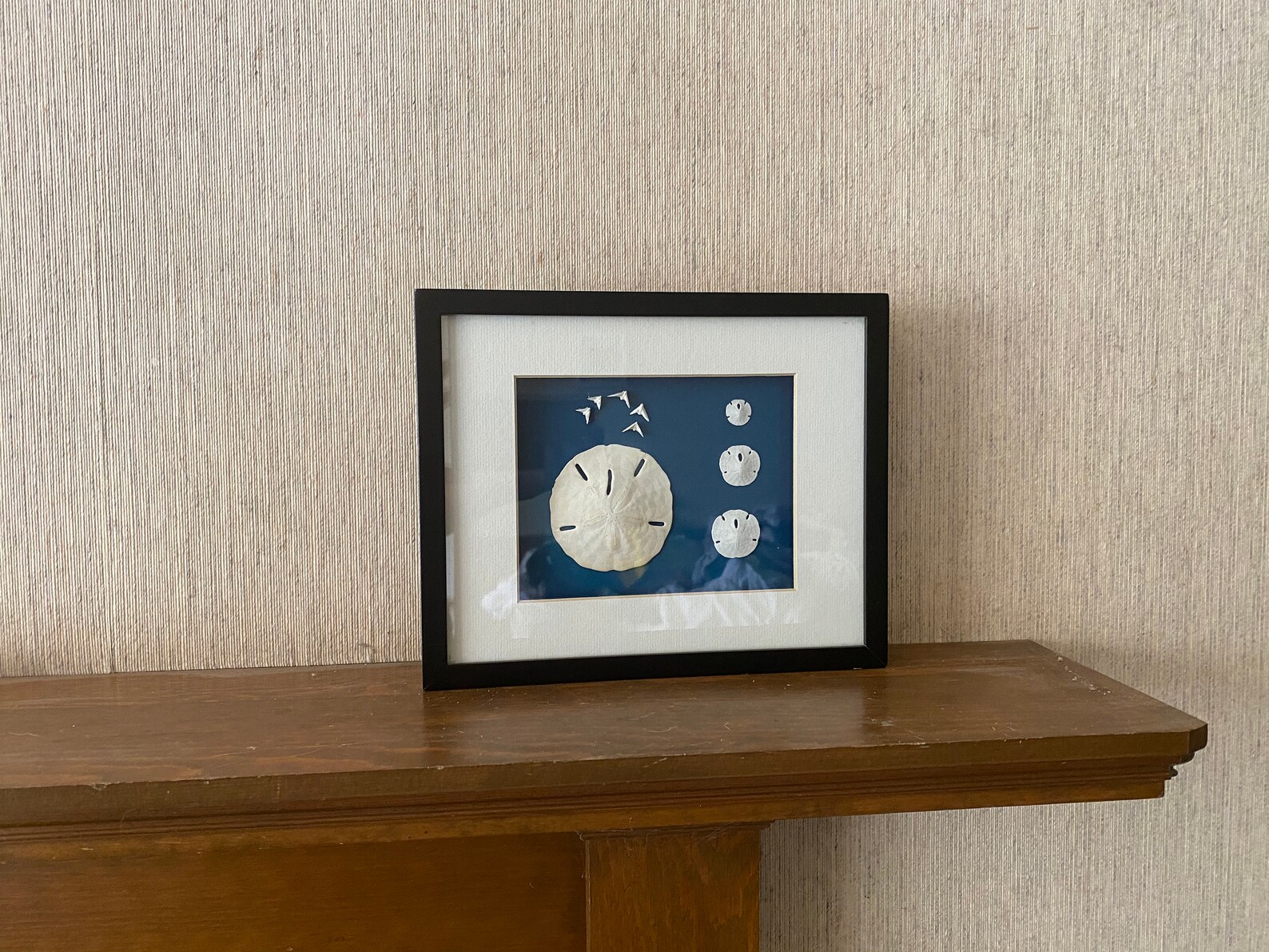 Sand Dollar Designs! - Etsy