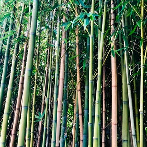 Live Bamboo Culm With Root or Rhizome Starter Plant – Create Privacy ...