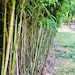 Live Bamboo Culm With Root or Rhizome Starter Plant Create Privacy ...