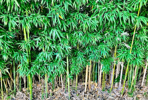 Live Bamboo Culm With Root or Rhizome Starter Plant Create - Etsy