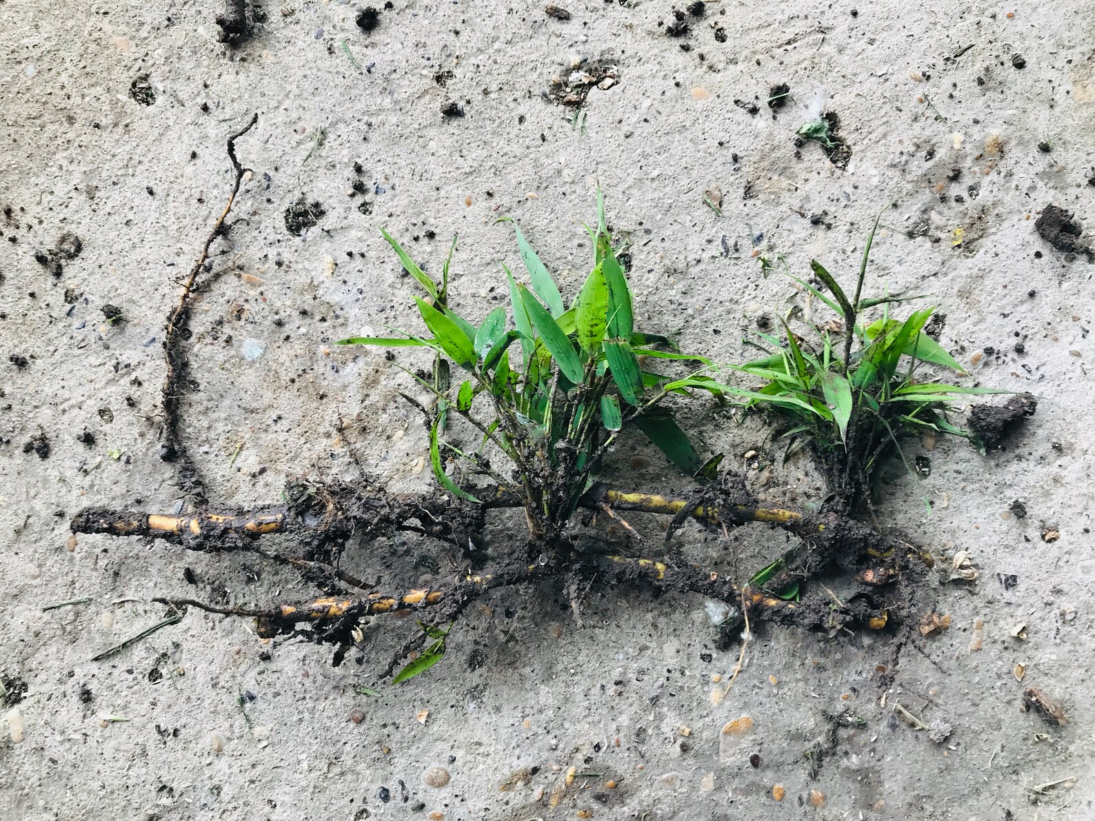 Live Bamboo Culm With Root or Rhizome Starter Plant – Create Privacy ...