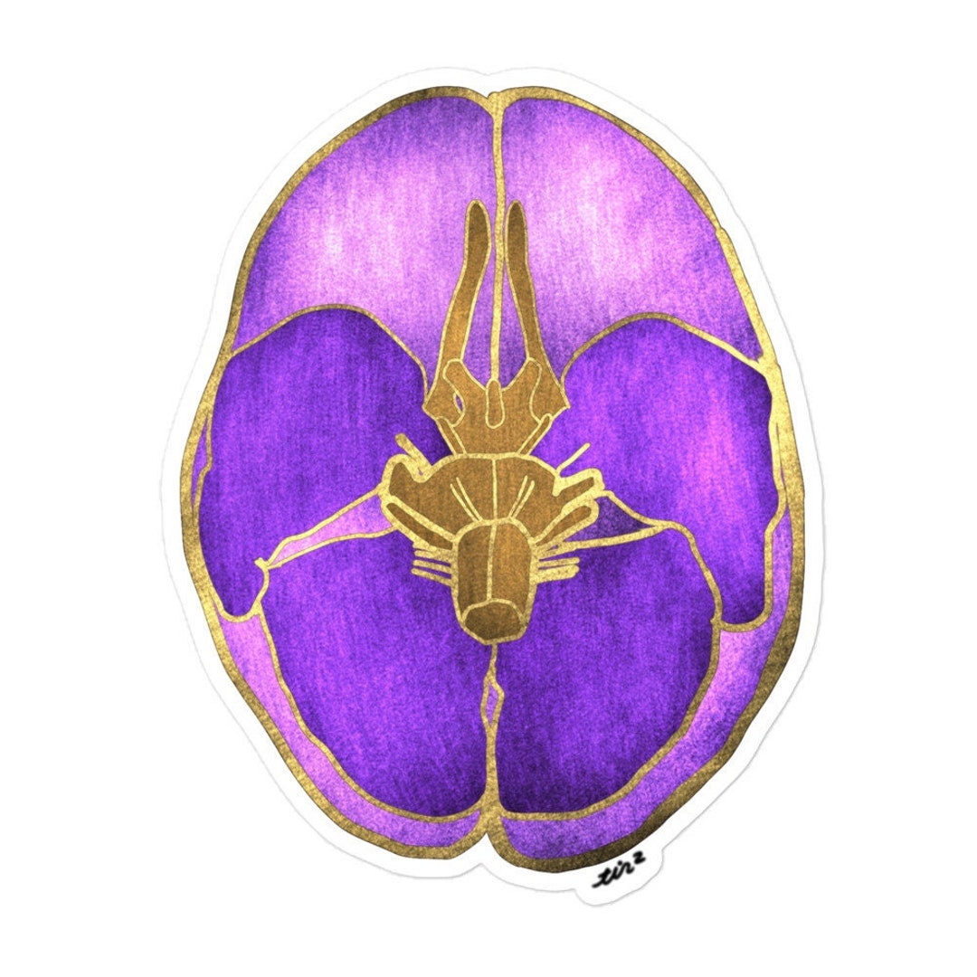 Brain Neurology Anatomy Stickers - Etsy