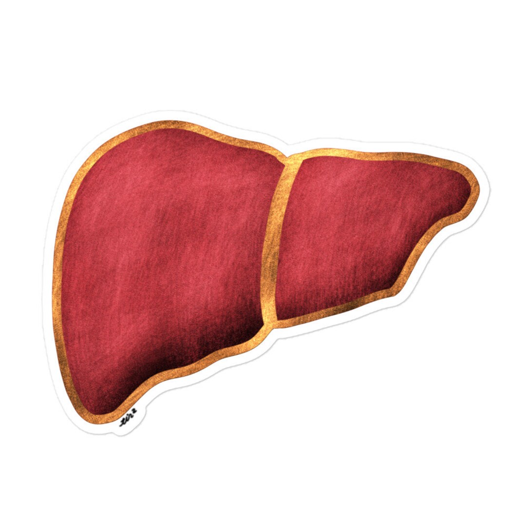 Liver Gastro Anatomy Sticker - Etsy
