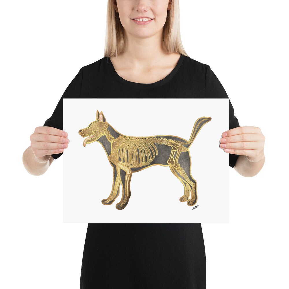 Dog Skeleton Anatomy Poster - Etsy UK