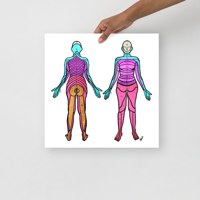 Dermatomes Neurology Poster - Etsy