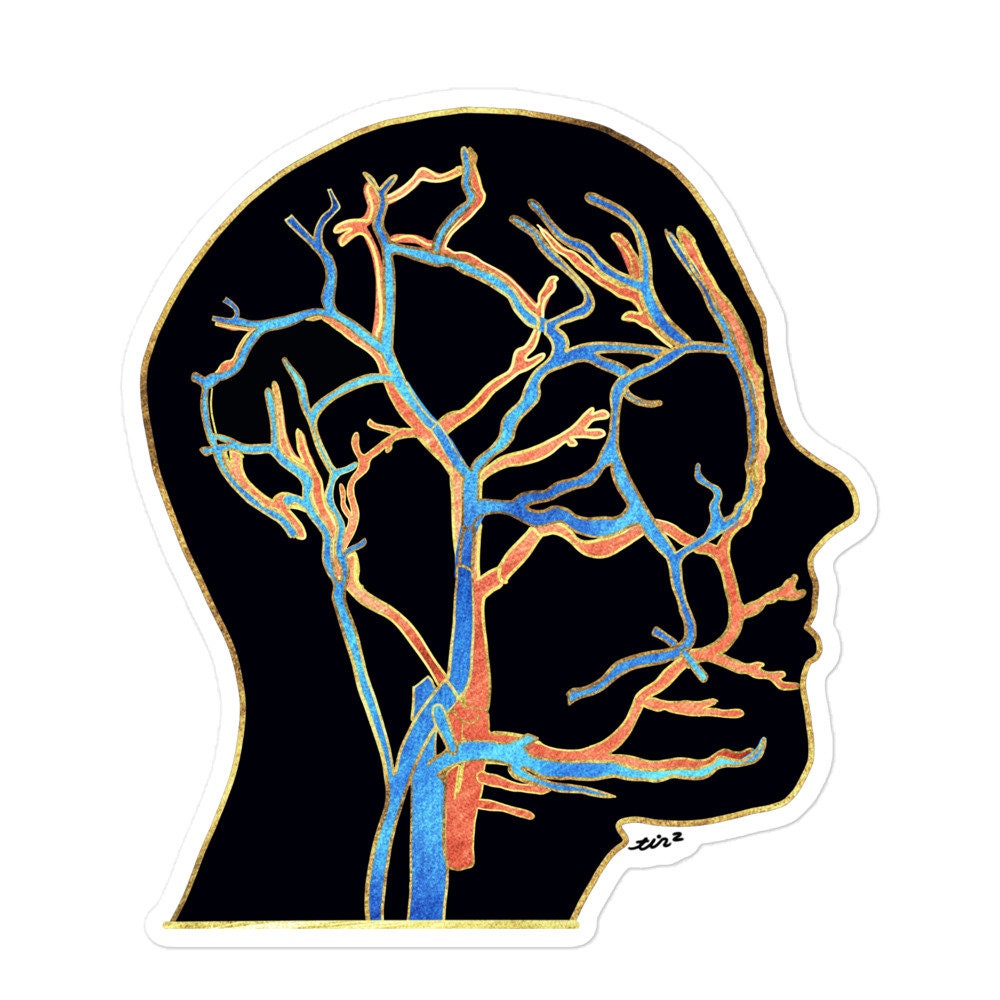Skull Arteries and Veins Sticker - Etsy