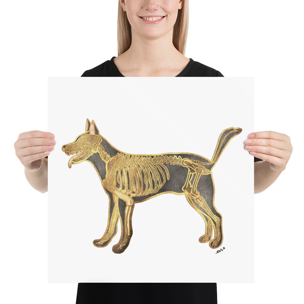 Dog Skeleton Anatomy Poster - Etsy UK