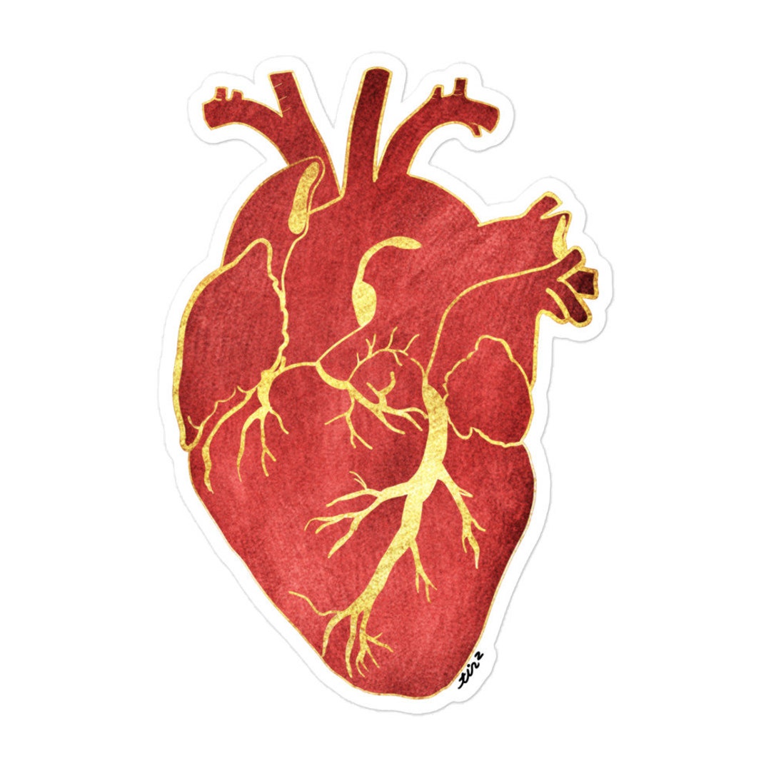 Heart Cardiology Anatomy Sticker - Etsy