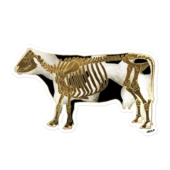Cow Skeleton Anatomy Sticker - Etsy