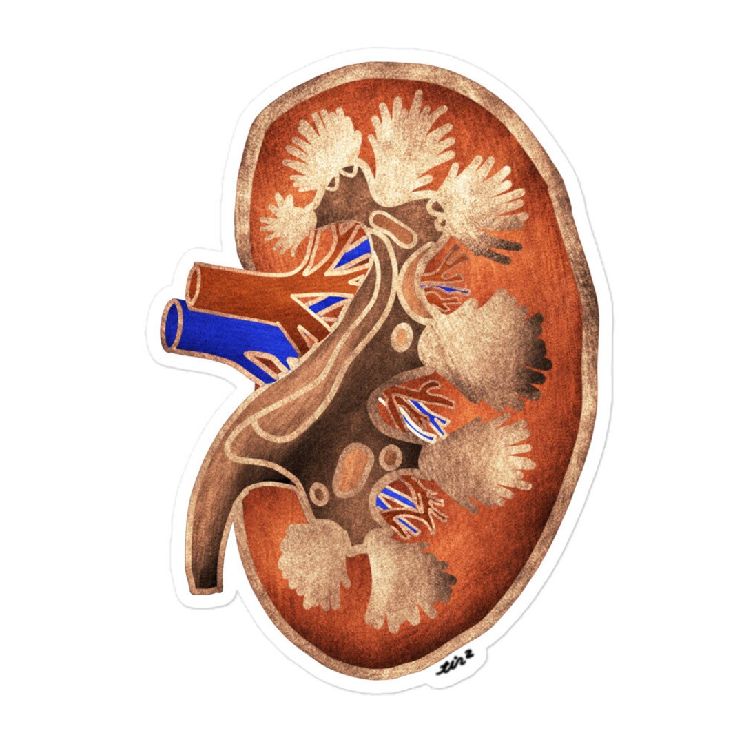 Kidney Nephrology Sticker - Etsy