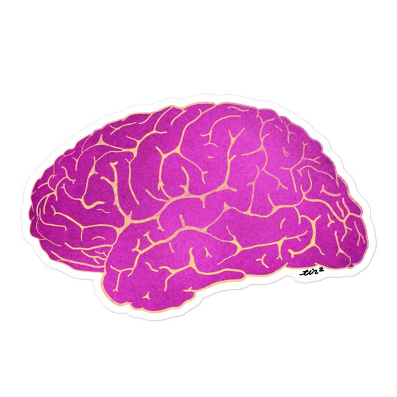 Brain Anatomy Sticker | Etsy