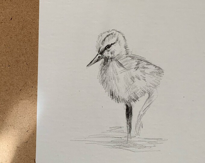 Avocet Chick, Original Bird Pencil Drawing, #202002 - Etsy