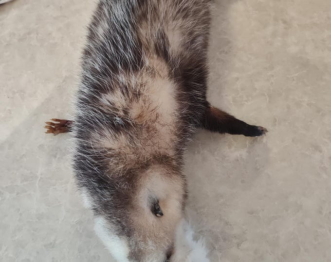 Soft Mount Opossum Taxidermy - Etsy