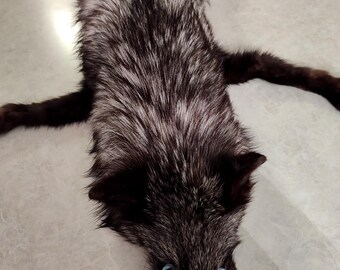 Beautiful Coyote Shoulder den Mount Taxidermy Mammal Man Cave Cabin ...