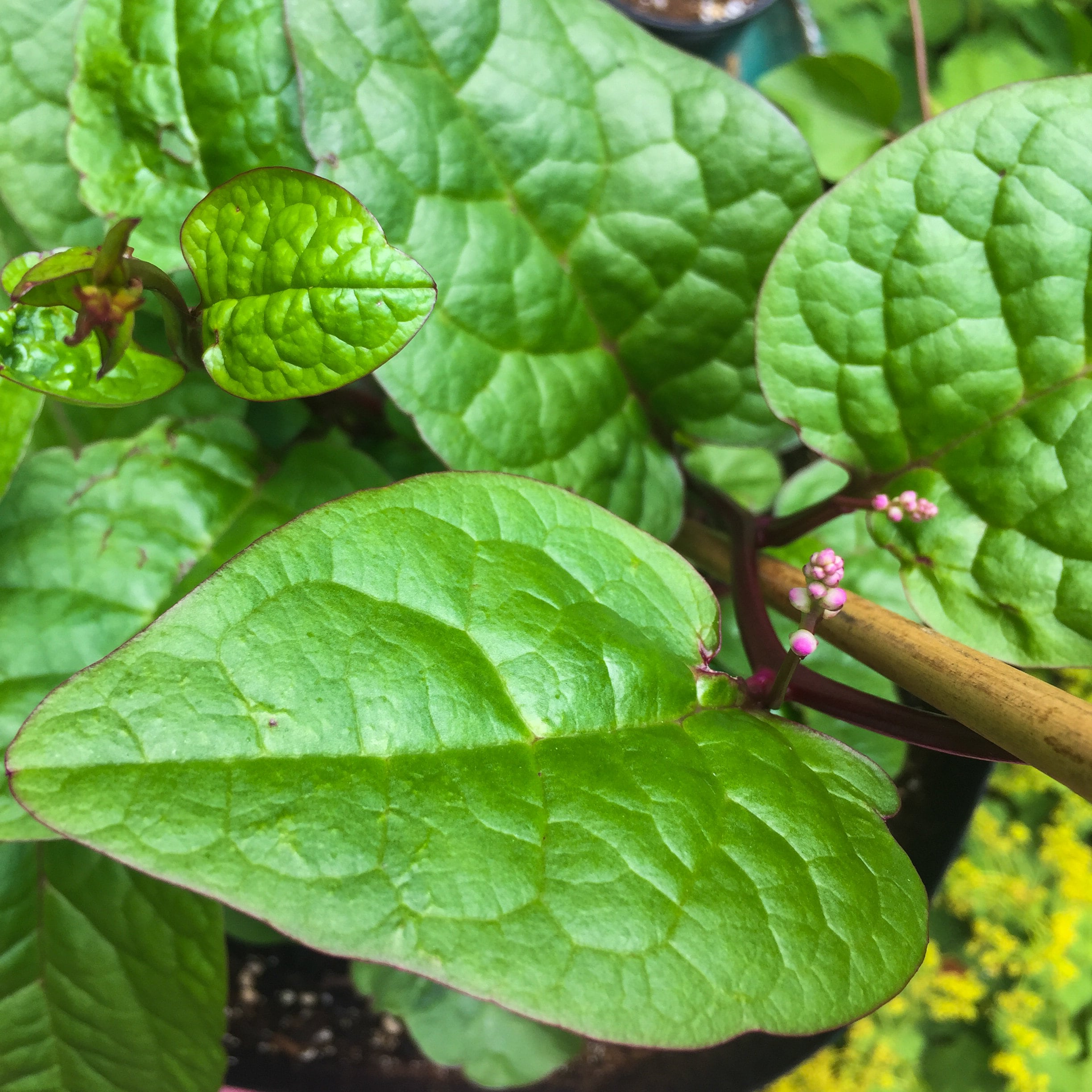 Red malabar spinach seeds Basella rubra | Etsy