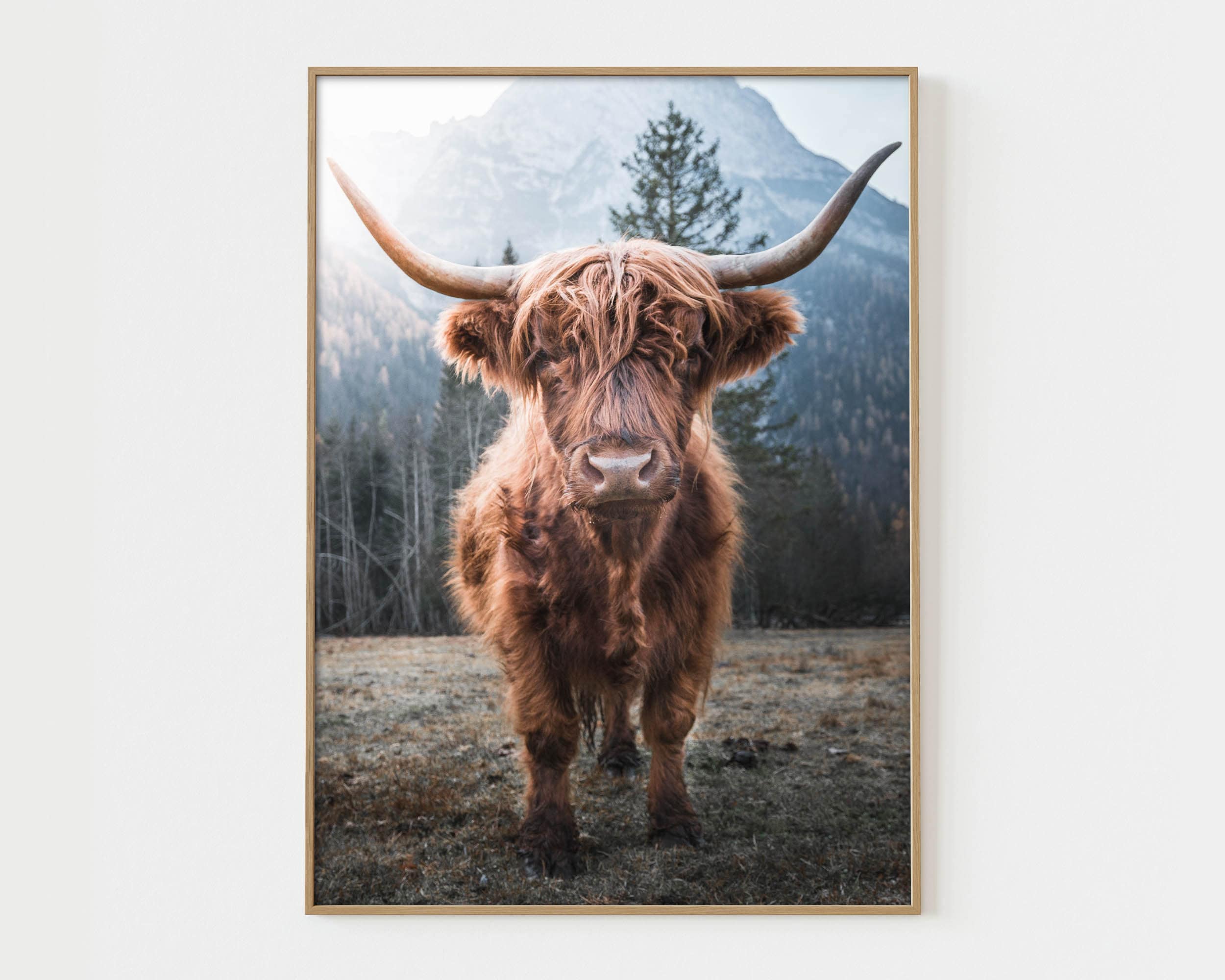 Print Highland Cow Nursery Animal Rustic Large Farmhouse Art - Etsy