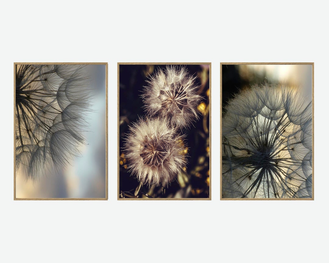 Dandelion Photo Poster, Set 3 Prints Art Decor, Dandelion Seeds Macro ...
