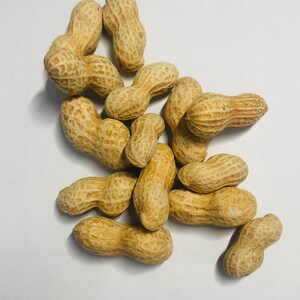 Peanuts With Shell Silicone Mold| Realistic Peanuts| Food Shaped Mold ...