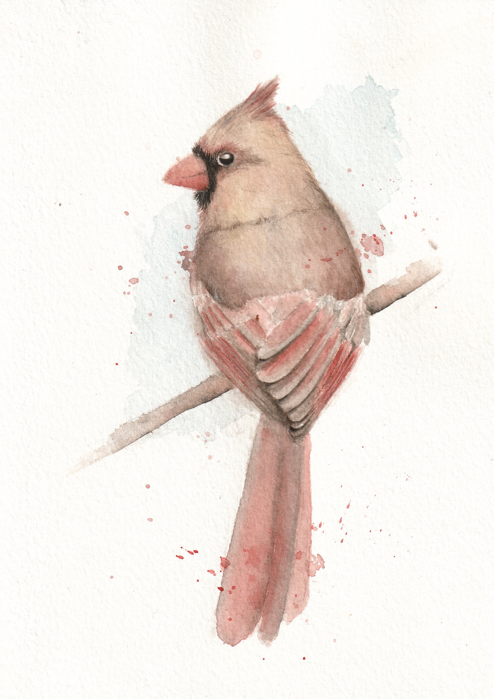 5x7 Watercolor Female Cardinal - Etsy UK