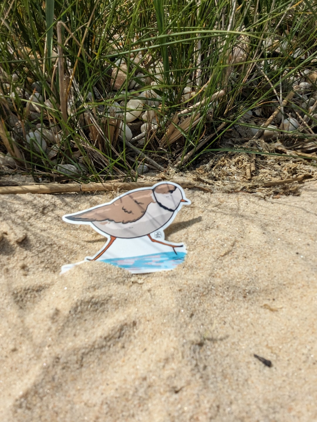 Piping Plover Stickers - Etsy