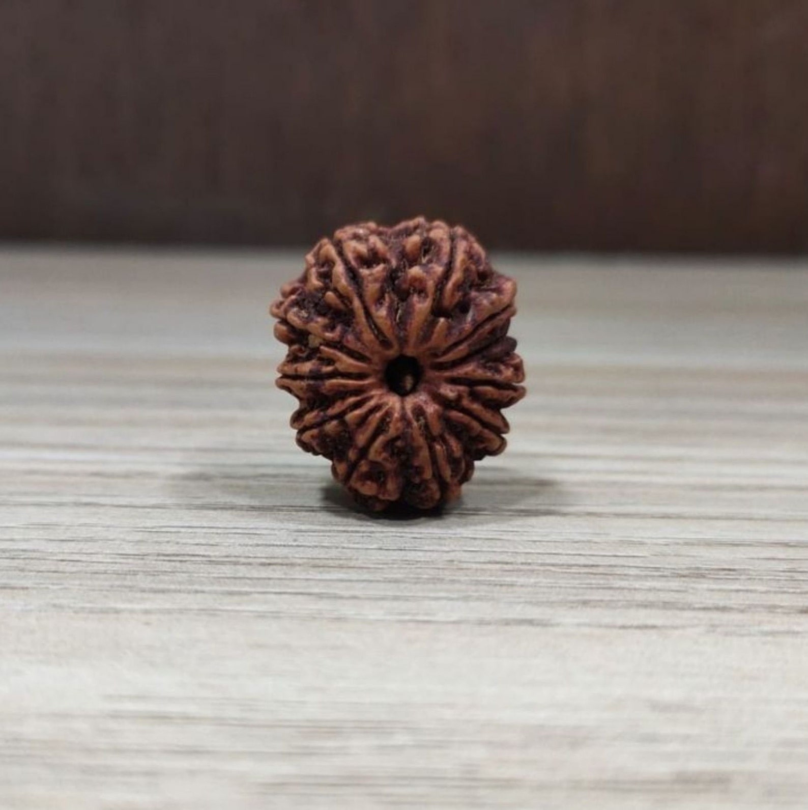 Ten Mukhi Original Rudraksha Ten Faces Rudraksha of Nepal | Etsy