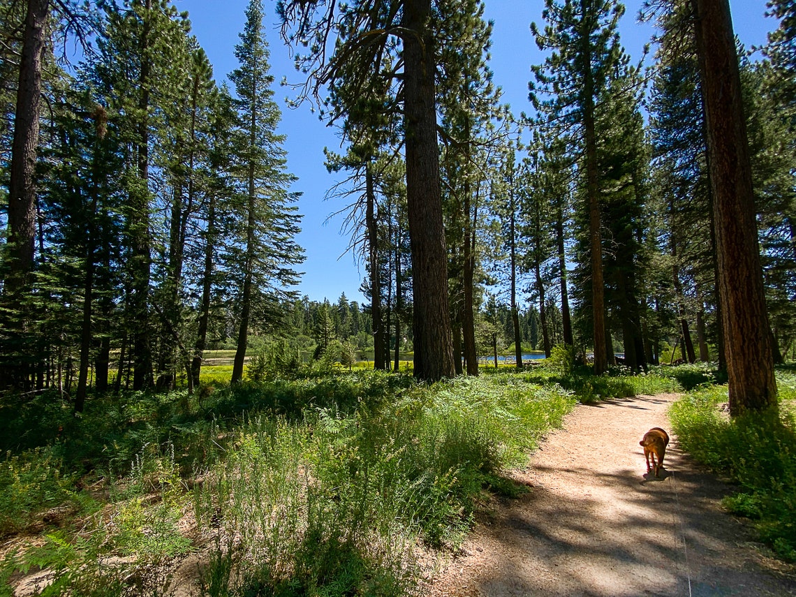 Hiking Around Bluff Lake Preserve, Near Big Bear California - Etsy