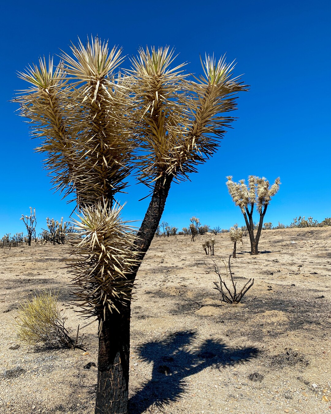 Joshua Trees Burned in the Dome Fire, Near Las Vegas Nevada - Etsy