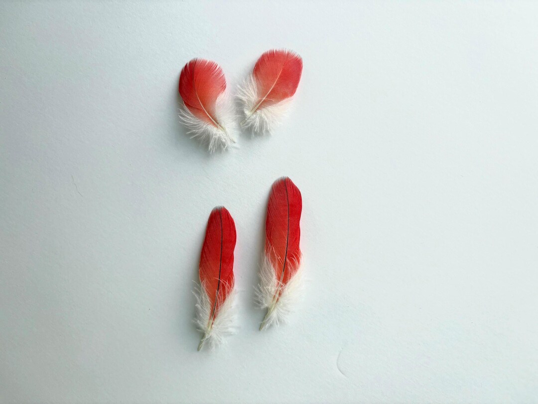 Red African Grey Parrot Feathers: Authentic Craft & Jewelry Supply - Etsy
