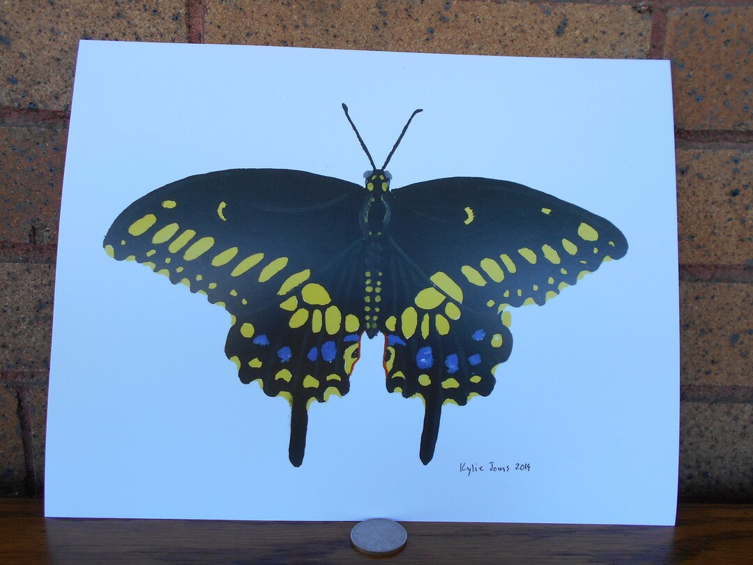 Black Swallowtail 8.5"x11" Print - Etsy