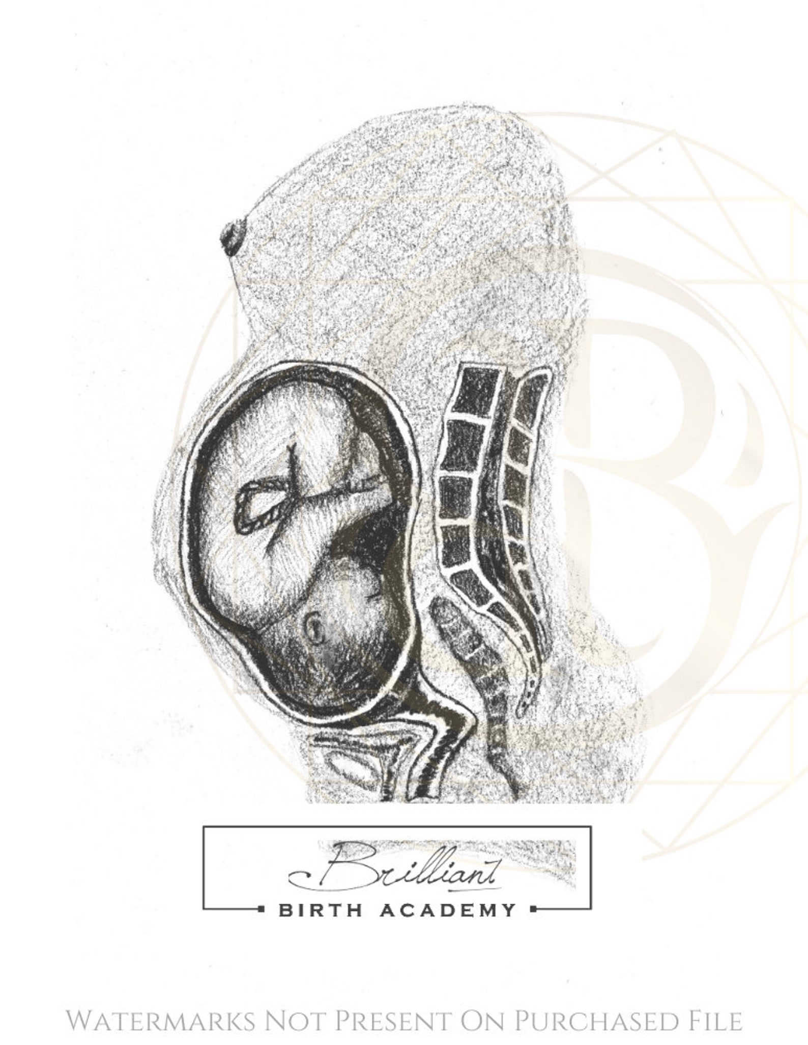 Posterior and Anterior Fetal Presentations: Birth/doula/midwife Art ...