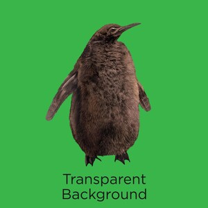 Pesto the Penguin Viral Baby Penguin Digital Art Set, 2 High-quality ...