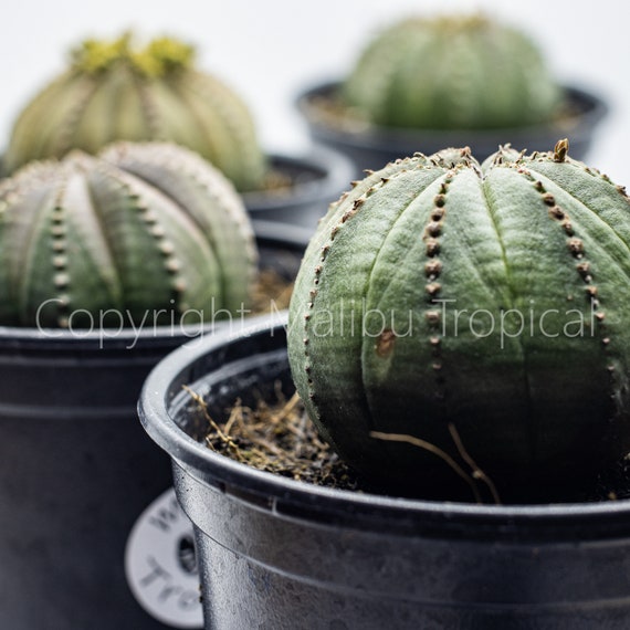 Terrarium Supplies Gardening & Plants Rare Cactus Euphorbia Obesa Mini ...
