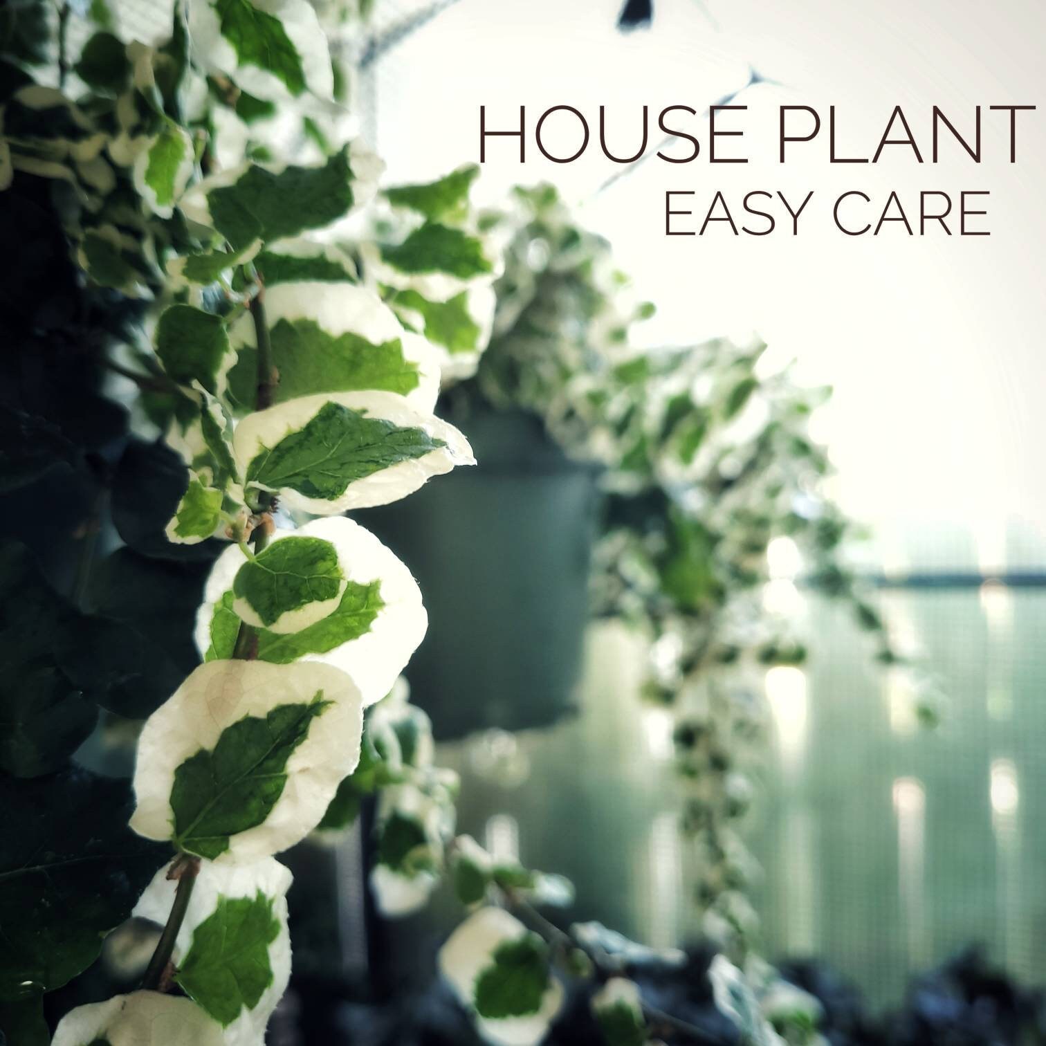 Ficus Pumila (Creeping Fig), 54% OFF