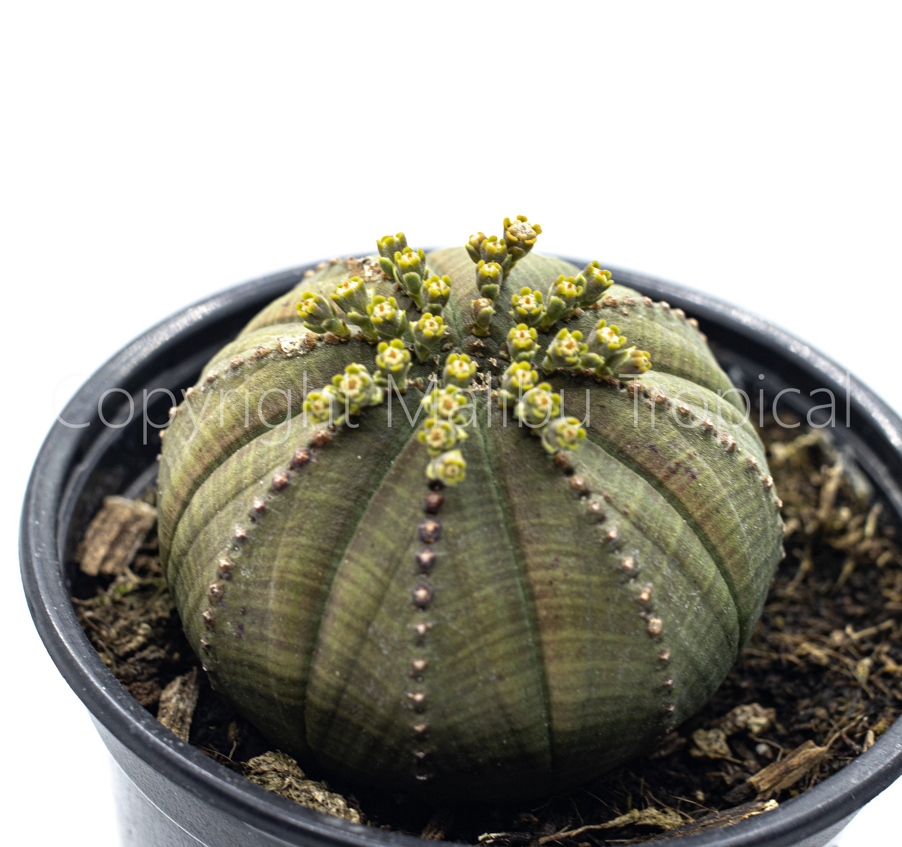 Terrarium Supplies Gardening & Plants Rare Cactus Euphorbia Obesa Mini ...