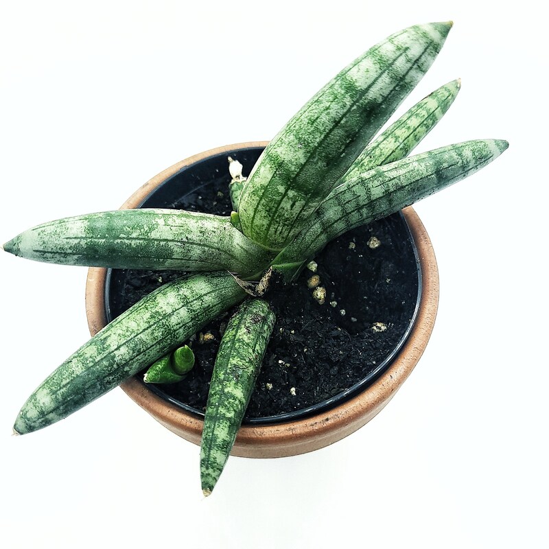 Snake Plant - Etsy