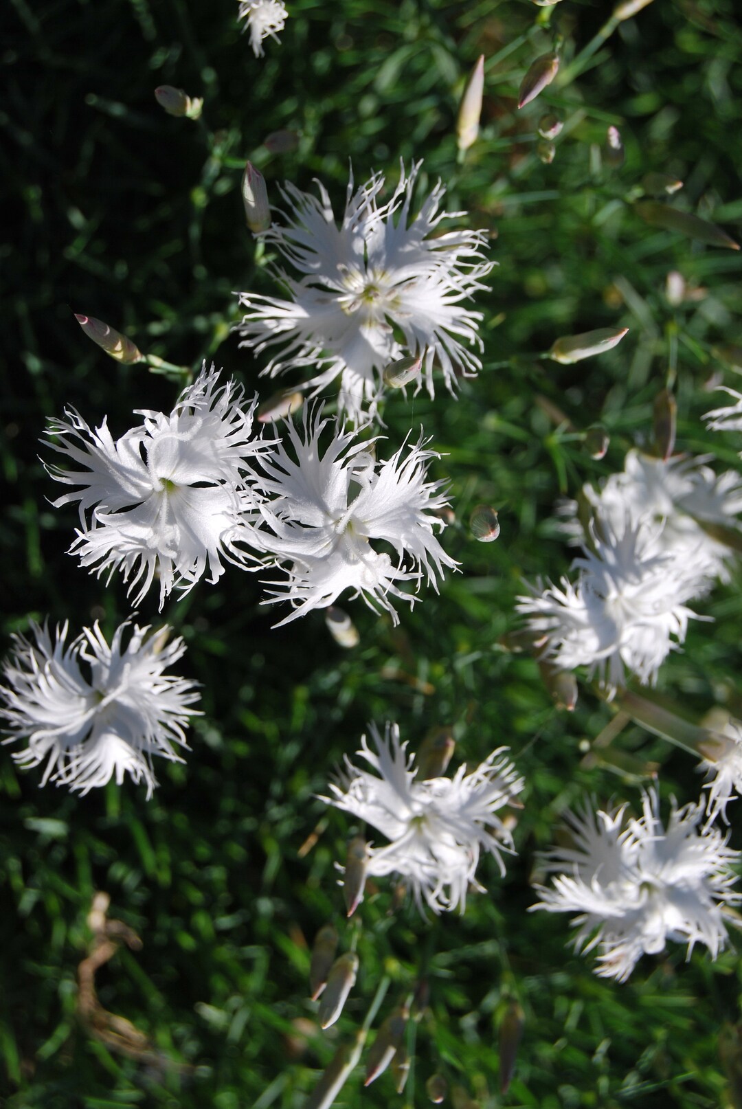 Dwarf Carnation Garden Plant Dianthus 'berlin Snow' Perennial Ground ...