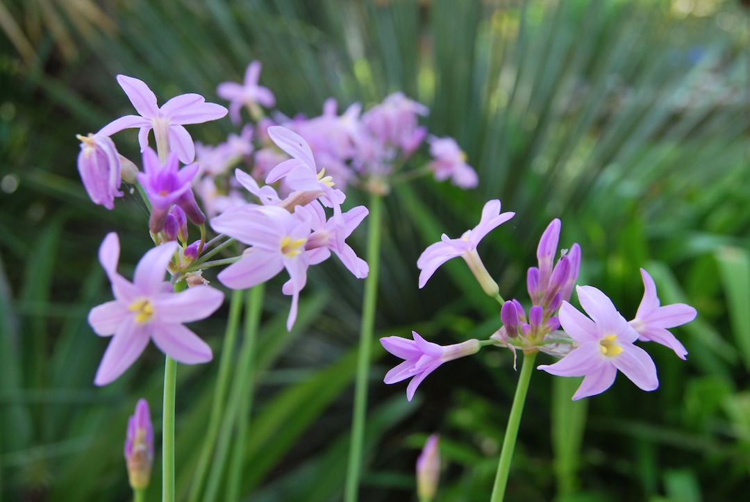 Tulbaghia Violacea 'kilimanjaro' - Tulbaghie - Edible - Garden Plant ...