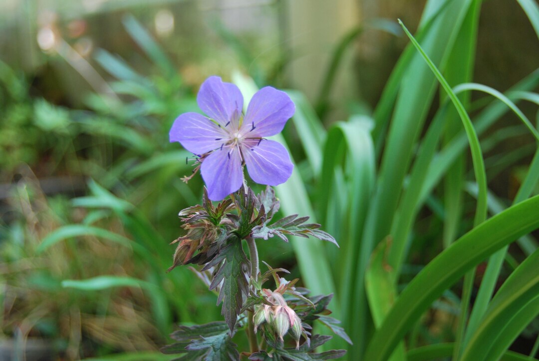 Geranium Pratense 'hocus Pocus' Perennial Geranium Garden Plant ...