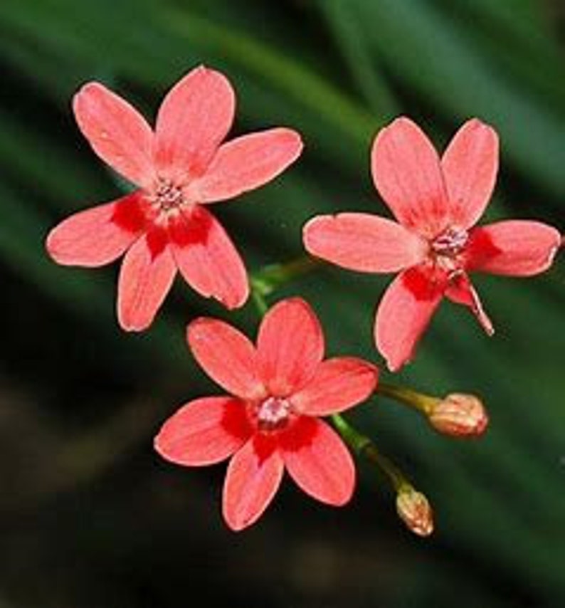 Freesia Laxa Anomatheca Laxa Lapeirousia Flowering Plant Garden Plant ...