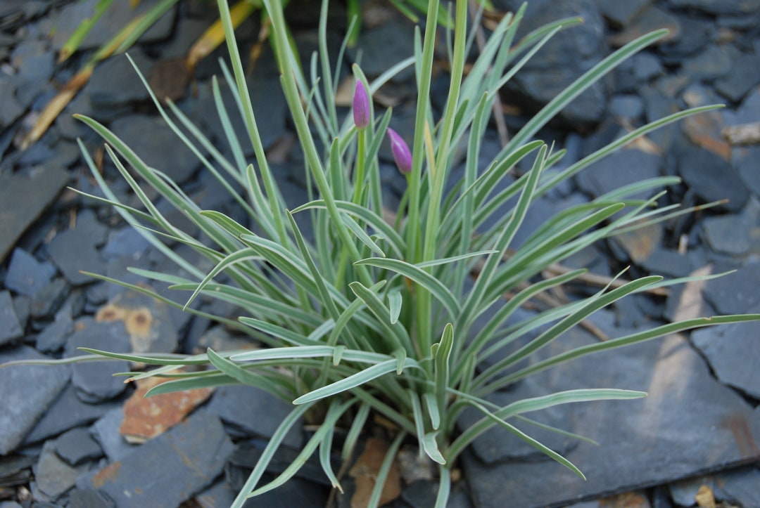 Tulbaghia Violacea 'silver Lace' - Tulbaghie - Edible - Garden Plant ...