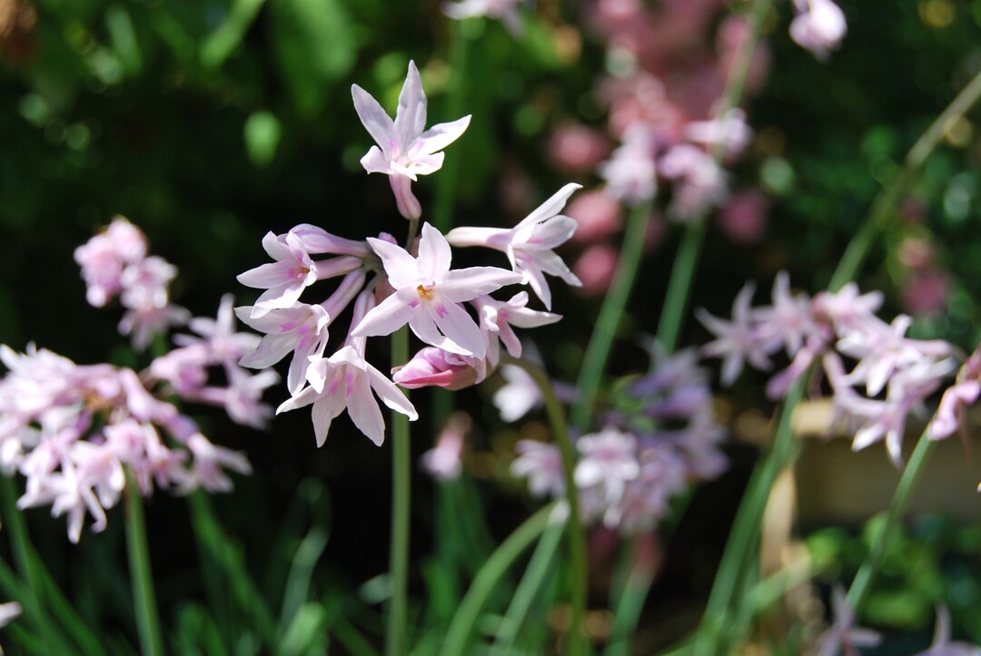 Tulbaghia Violacea 'ashanti' - Tulbaghie - Edible Flower - Garden Plant ...